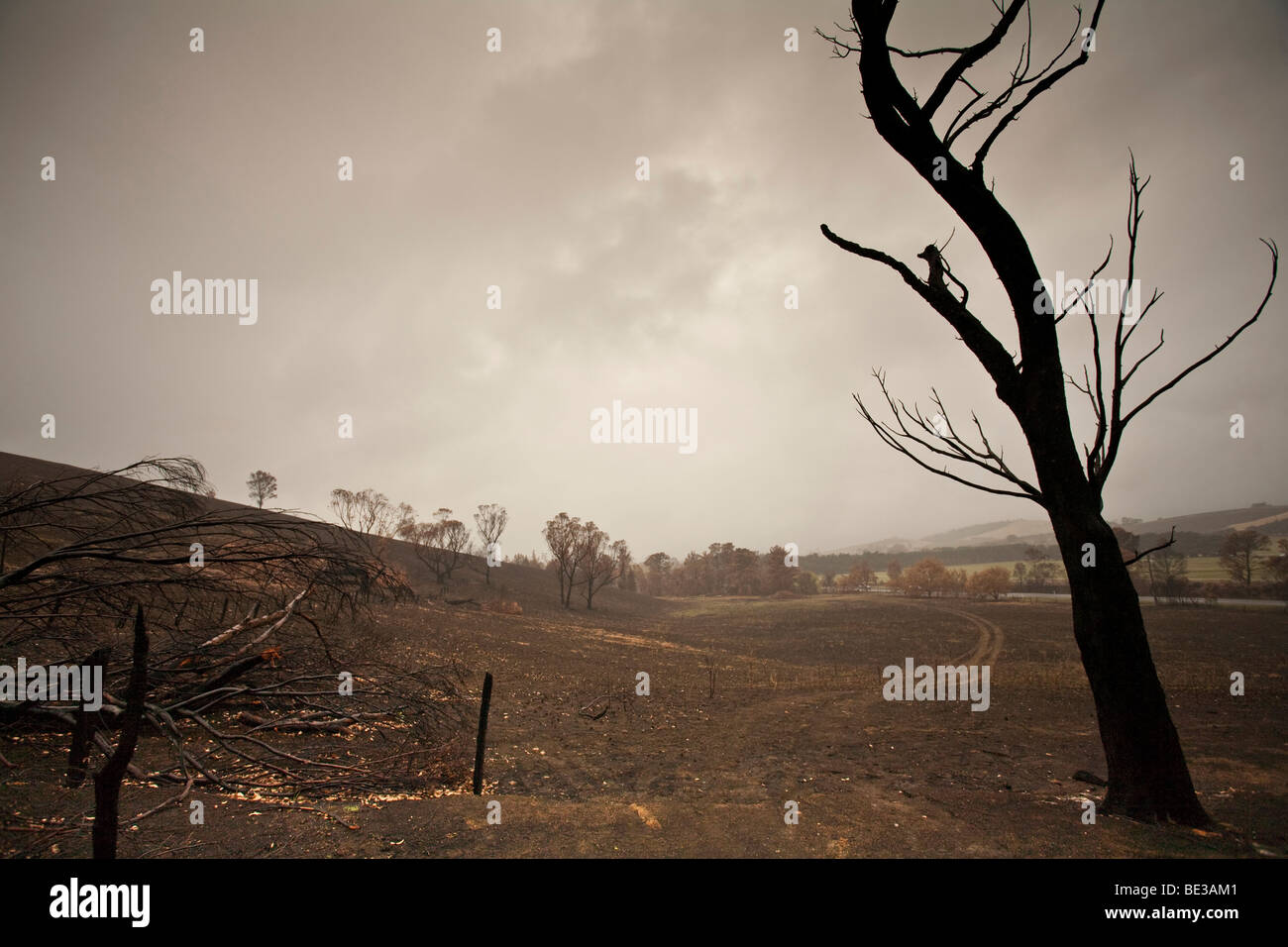 Bushfire ravaged landscape Stock Photo - Alamy