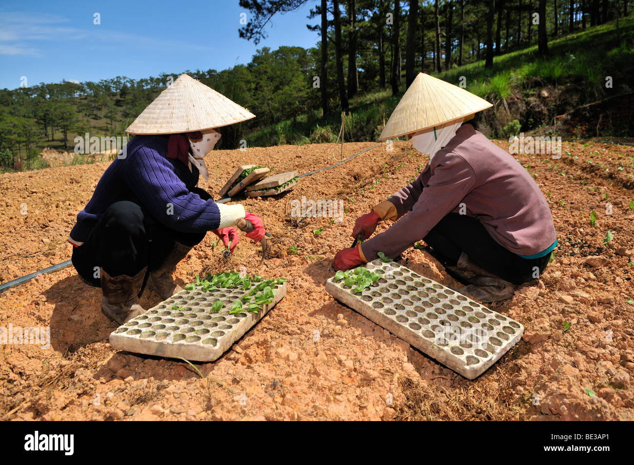 Planting salad, two women planting seedlings, field work, Dalat ...