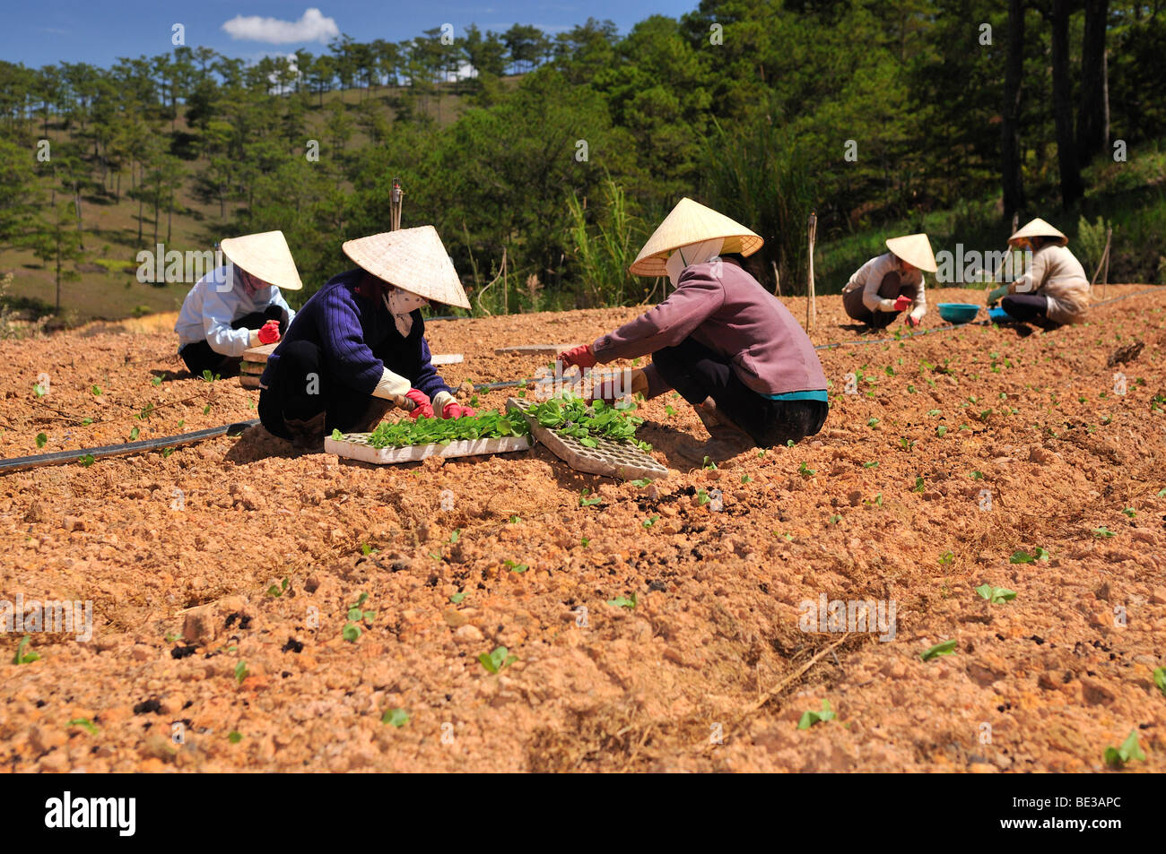 Planting salad, several women planting seedlings, field work, Dalat ...