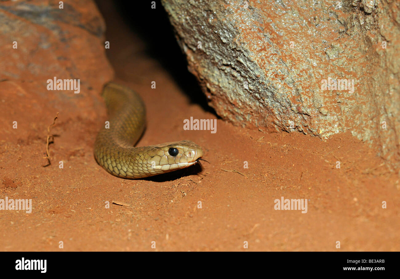 Eastern Brown Snake (Pseudonaja textilis), Queensland, Australia Stock ...