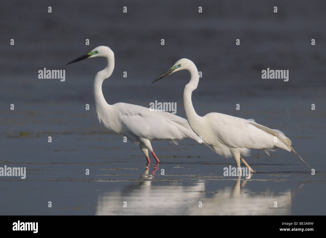 Great Egret (Egretta alba Stock Photo - Alamy