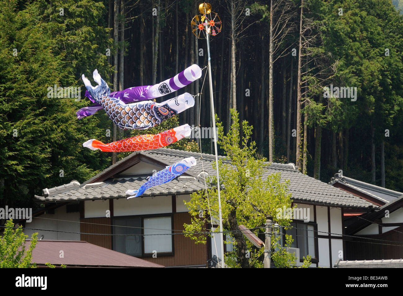 Traditional farmhouses and carp flags for the boys' festival on 5 May ...