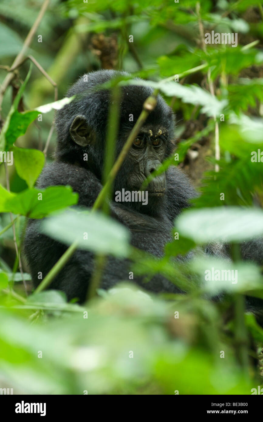 Bwindi Impenetrable National Park Stock Photos & Bwindi Impenetrable ...
