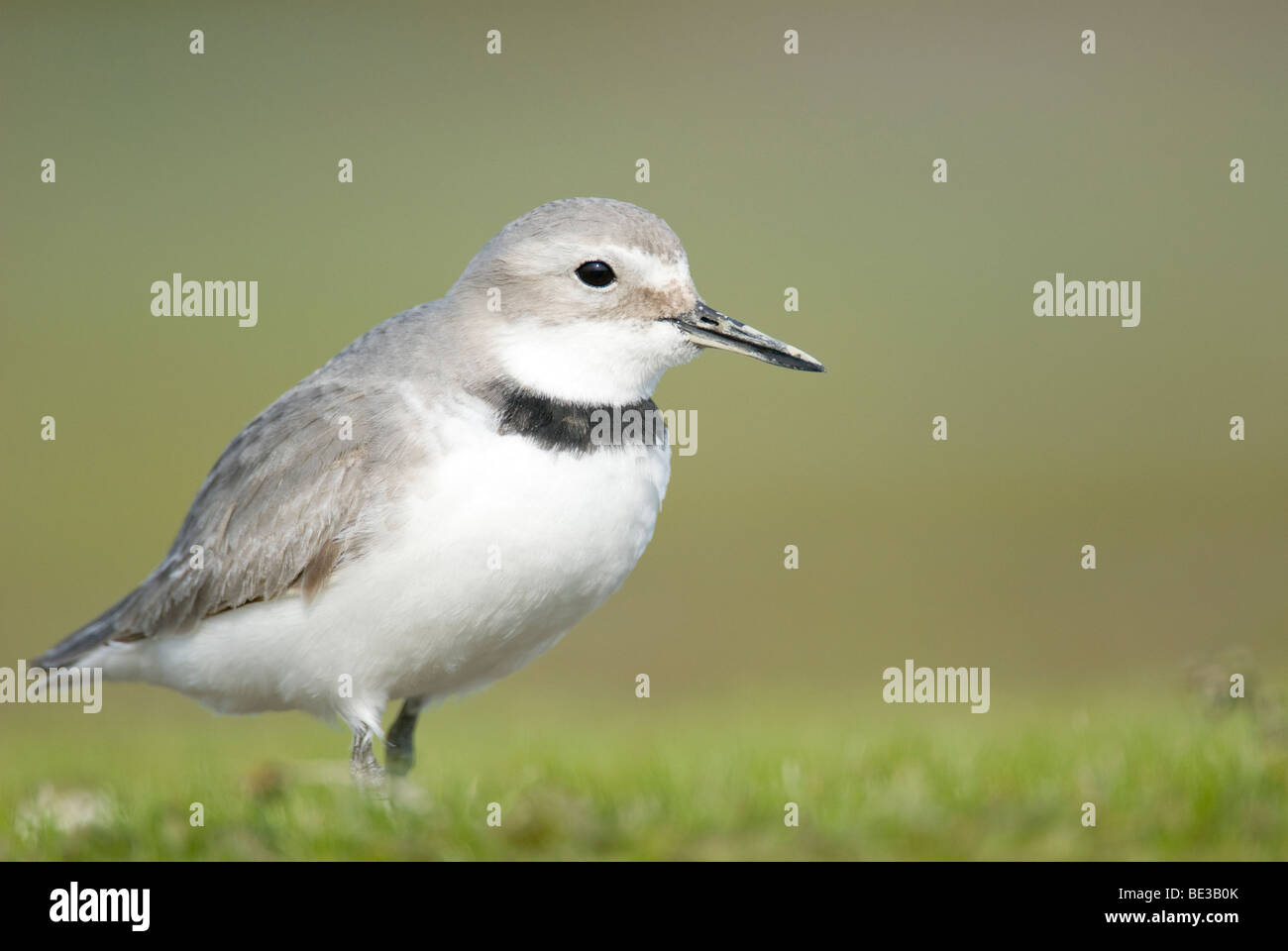 Wrybill hi-res stock photography and images - Alamy