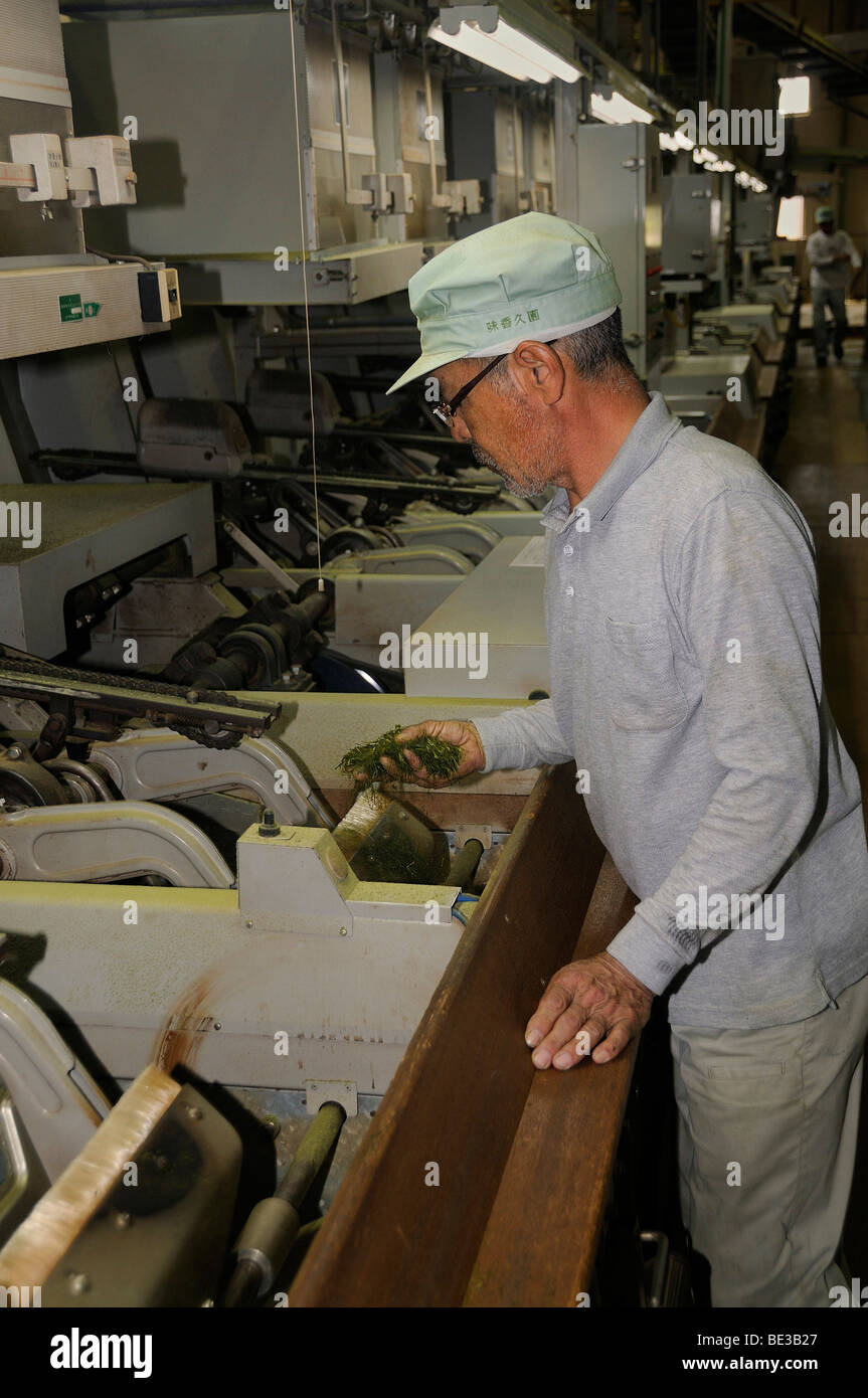 Tea factory labors hi-res stock photography and images - Alamy