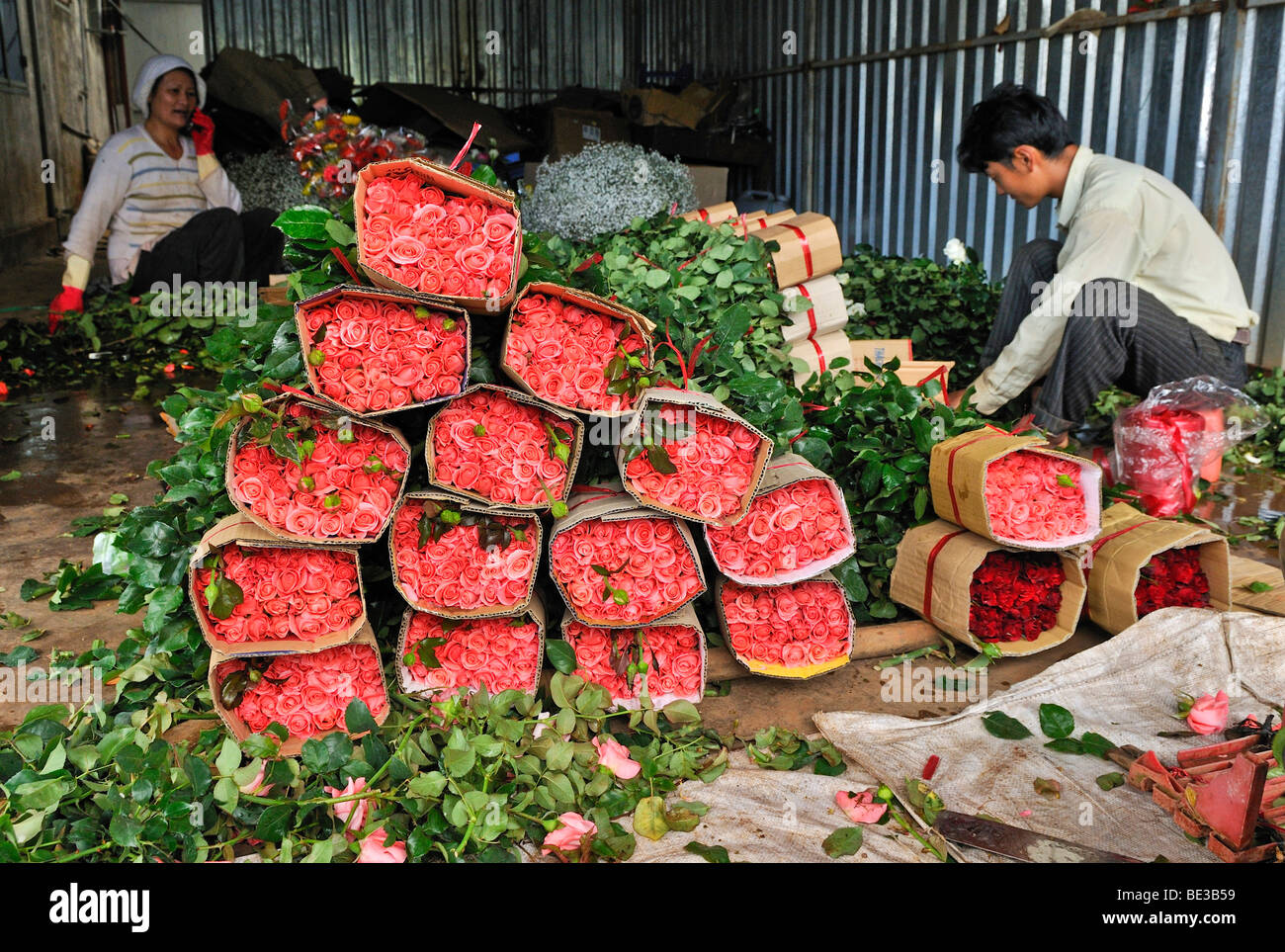 Stacks of roses and two workers, man, woman, in a rose-growing factory ...
