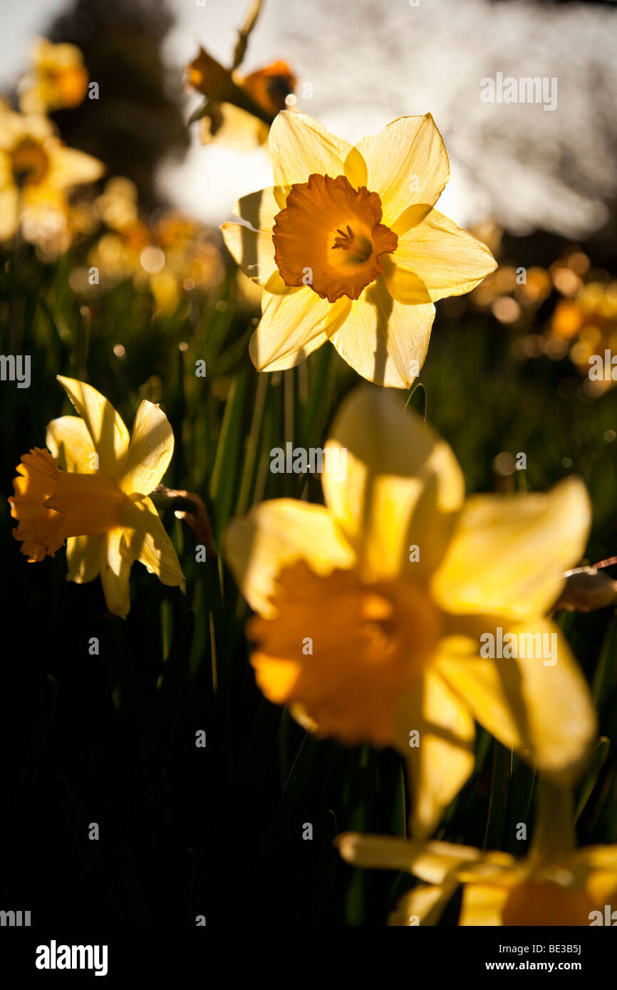 Daffodils in field early morning sunrise Stock Photo - Alamy