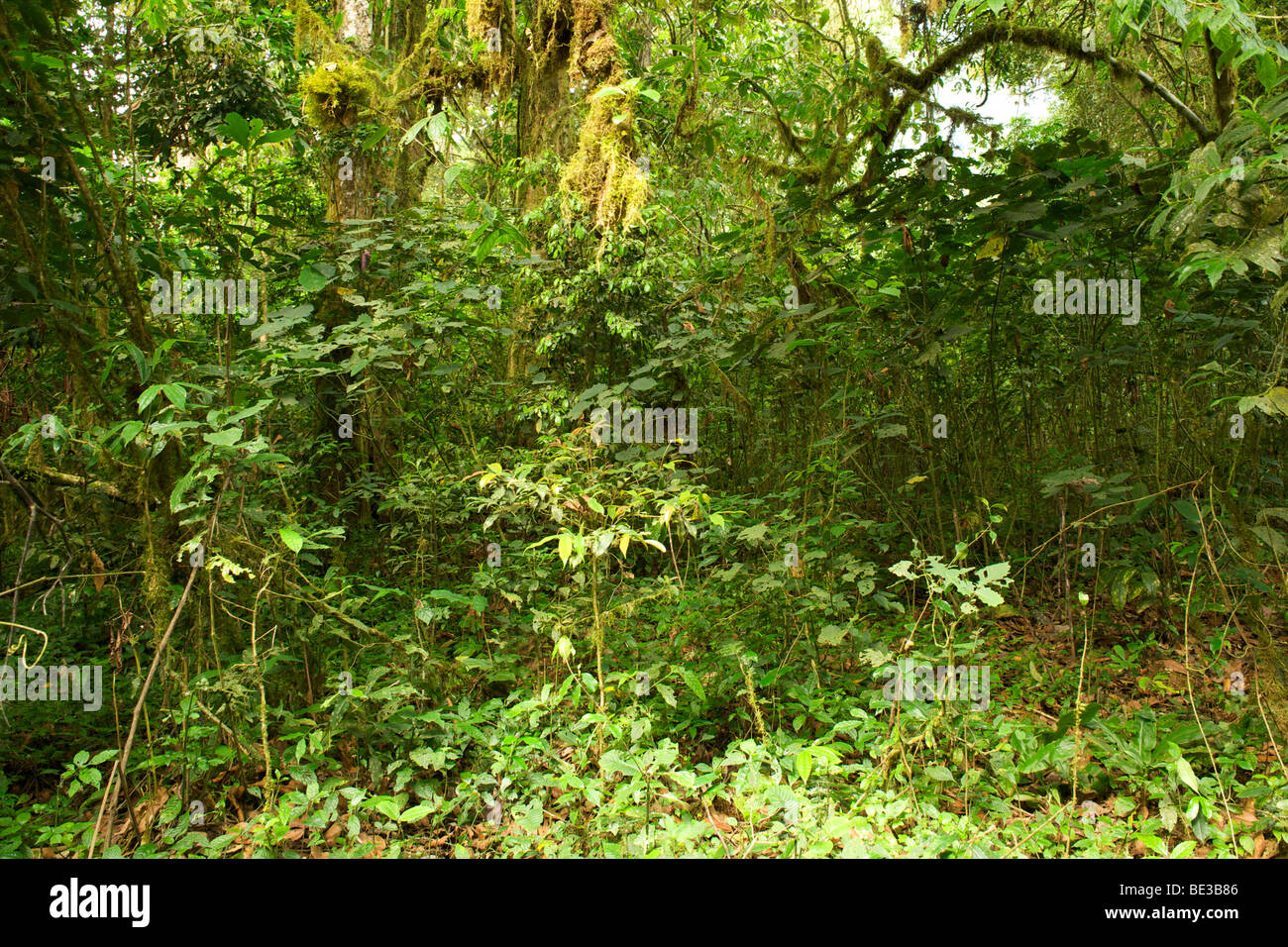 Uganda forest hi-res stock photography and images - Alamy