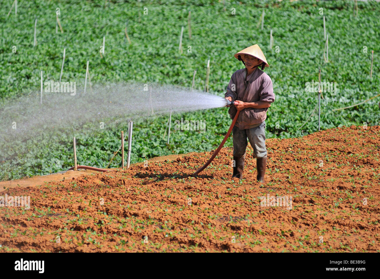 Irrigation, farmer working in the field, Dalat, Central Highlands ...