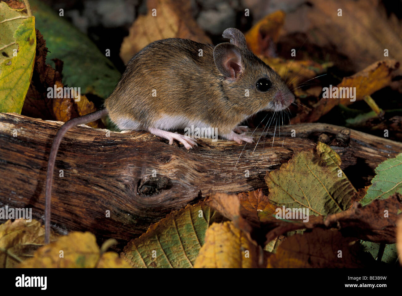 Wood Mouse (Apodemus sylvaticus Stock Photo - Alamy