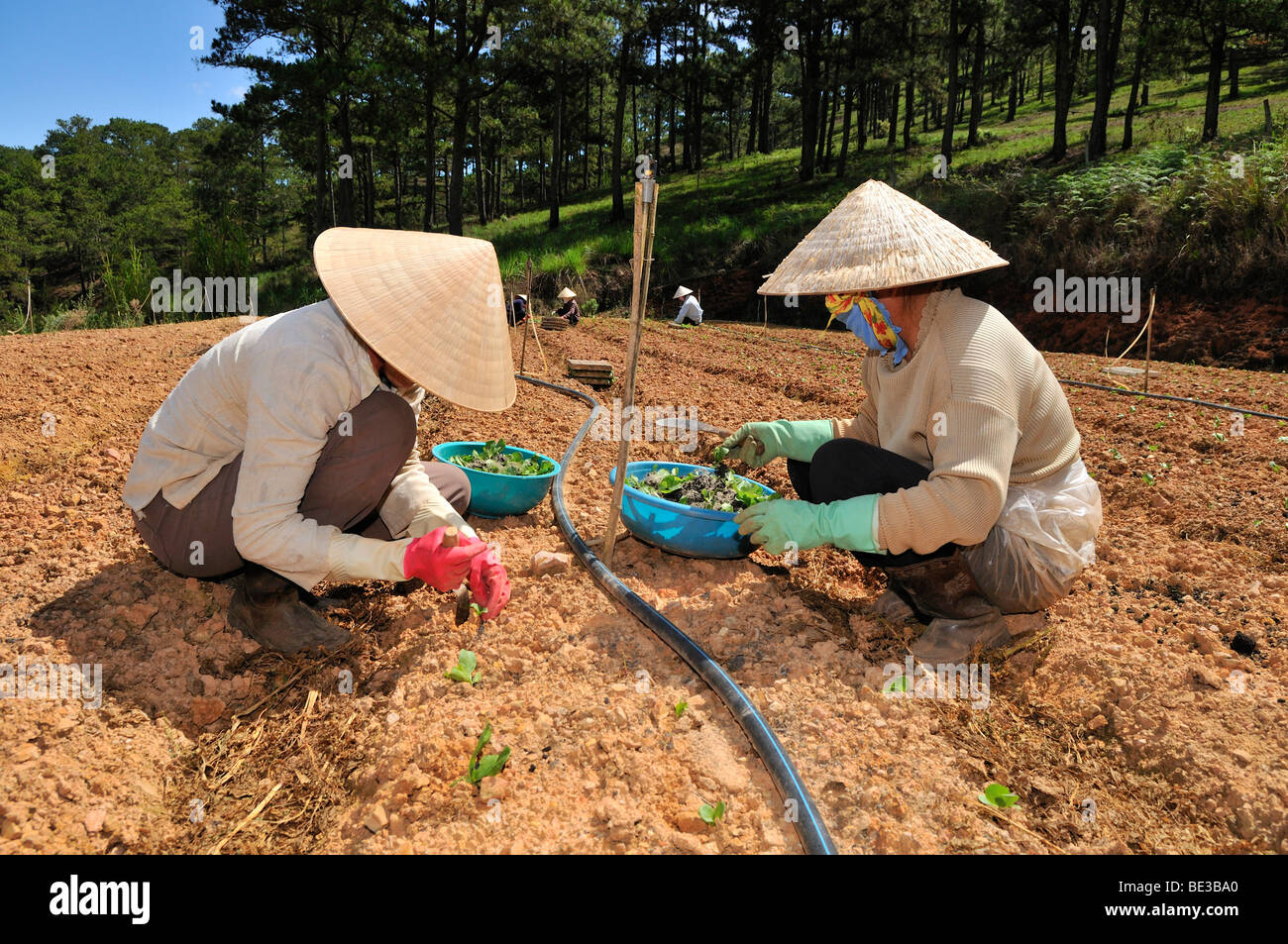 Planting salad, two women planting seedlings, field work, Dalat ...