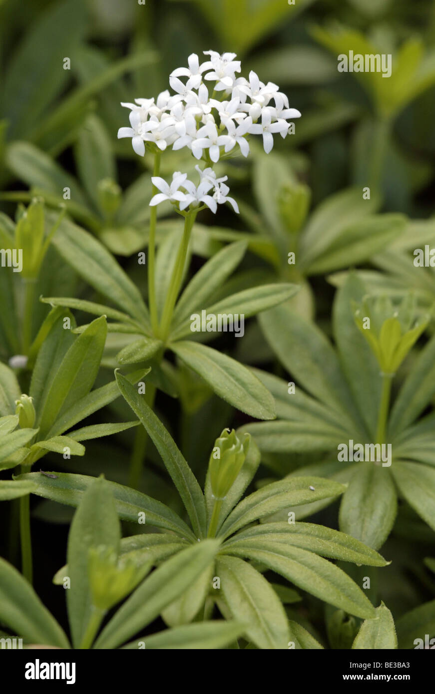 Woodruff (Asperula odorata Stock Photo - Alamy