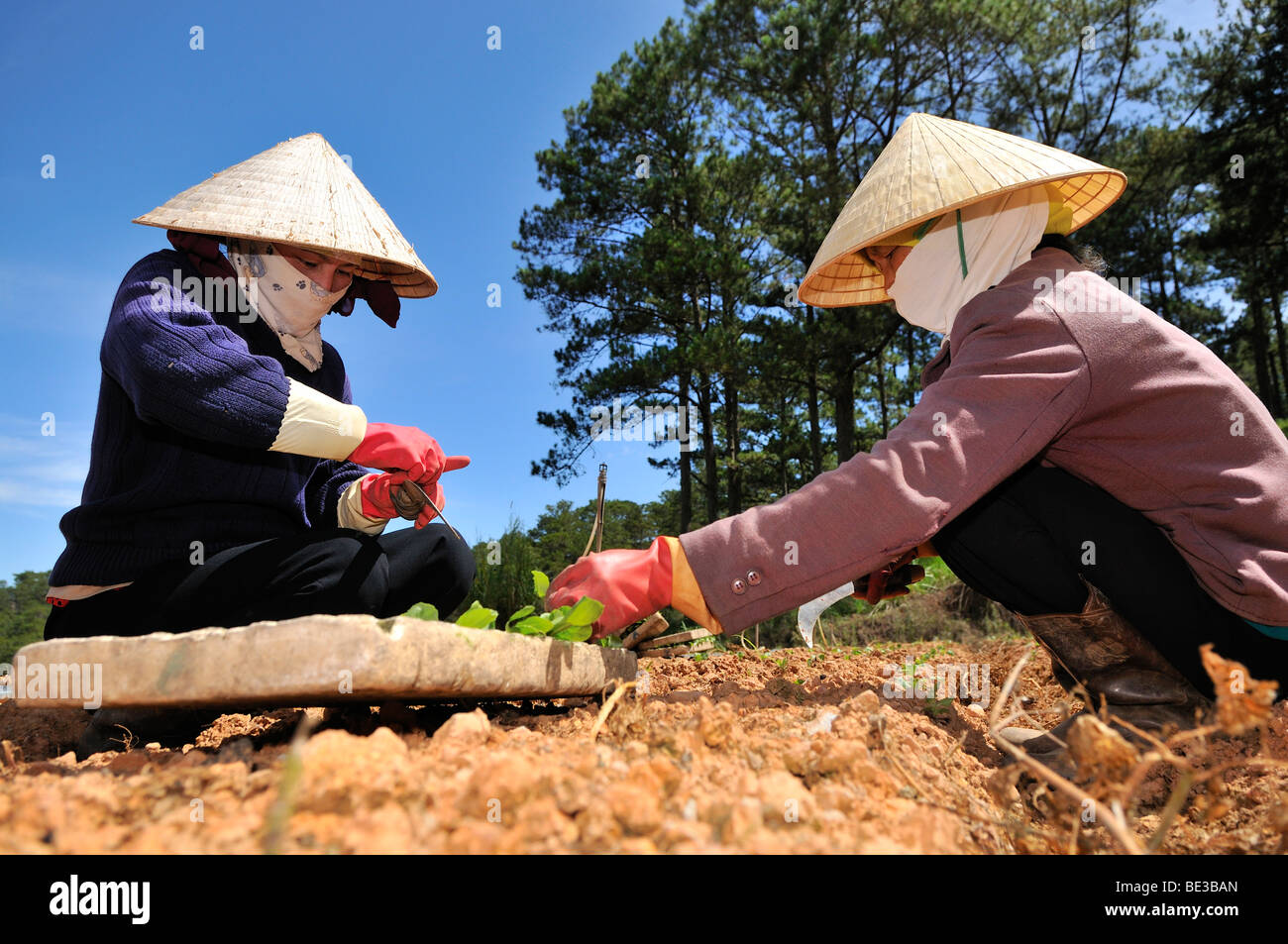 Planting salad, two women planting seedlings, field work, Dalat ...