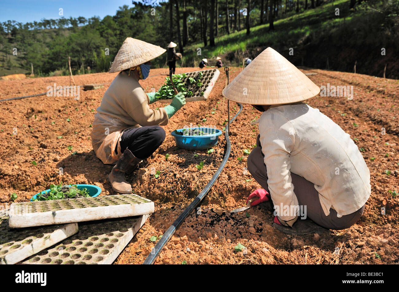Planting salad, two women planting seedlings, field work, Dalat ...