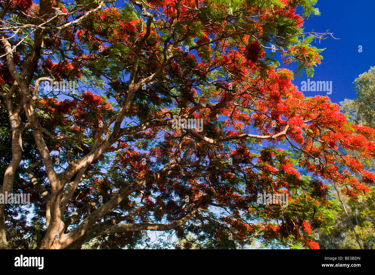 Royal poinciana tree hi-res stock photography and images - Alamy