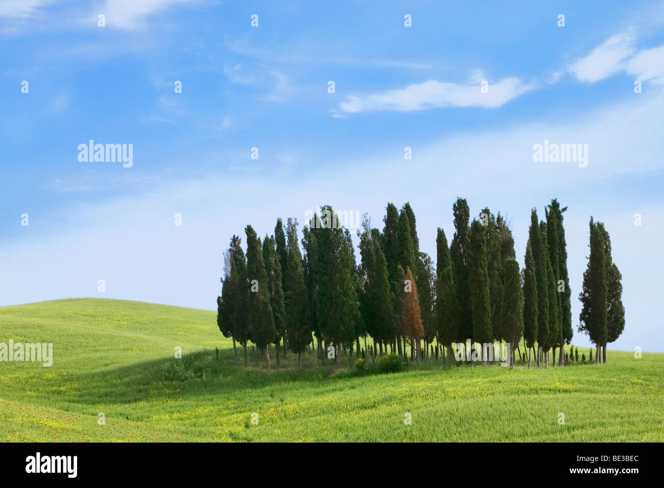 Stand Of Cypress Trees High Resolution Stock Photography and Images - Alamy
