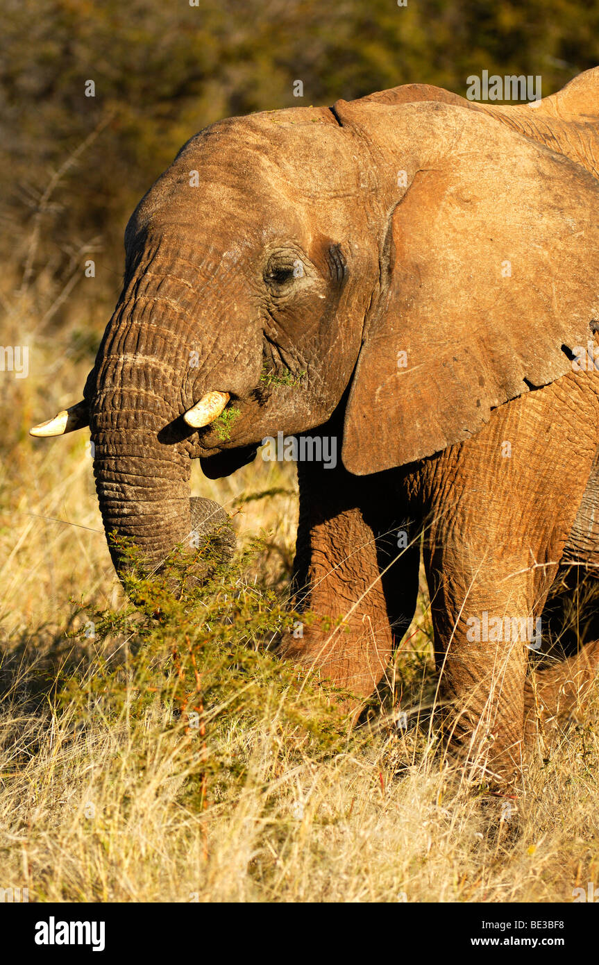 Dornbüsche hi-res stock photography and images - Alamy
