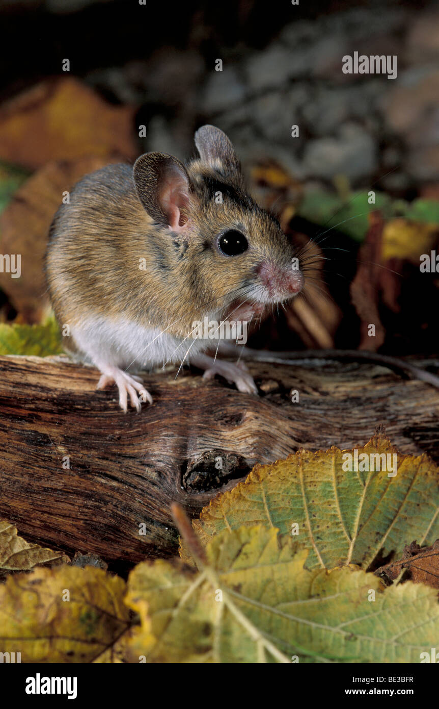 Field mouse wood apodemus hi-res stock photography and images - Alamy