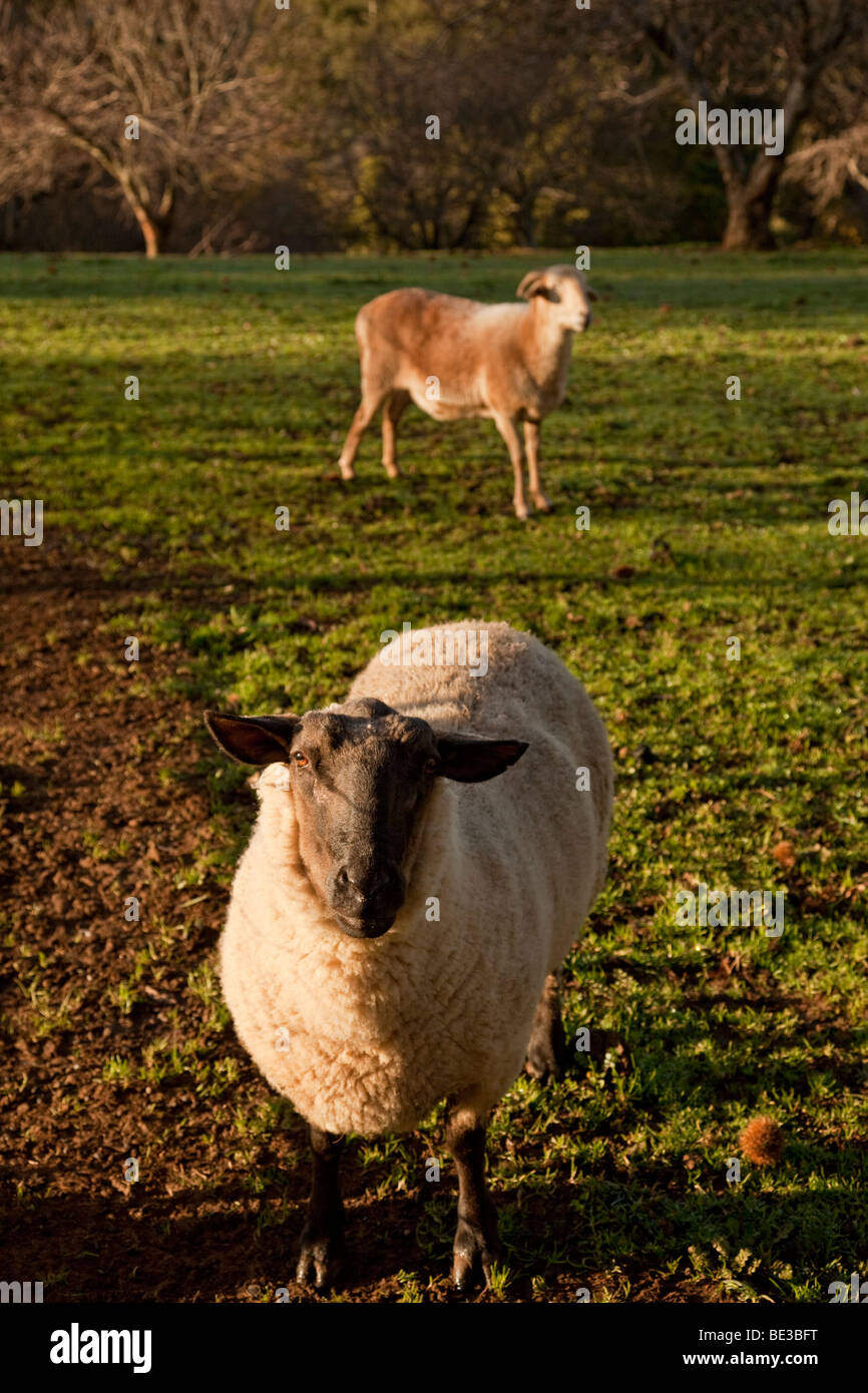 Lambs in field Stock Photo - Alamy