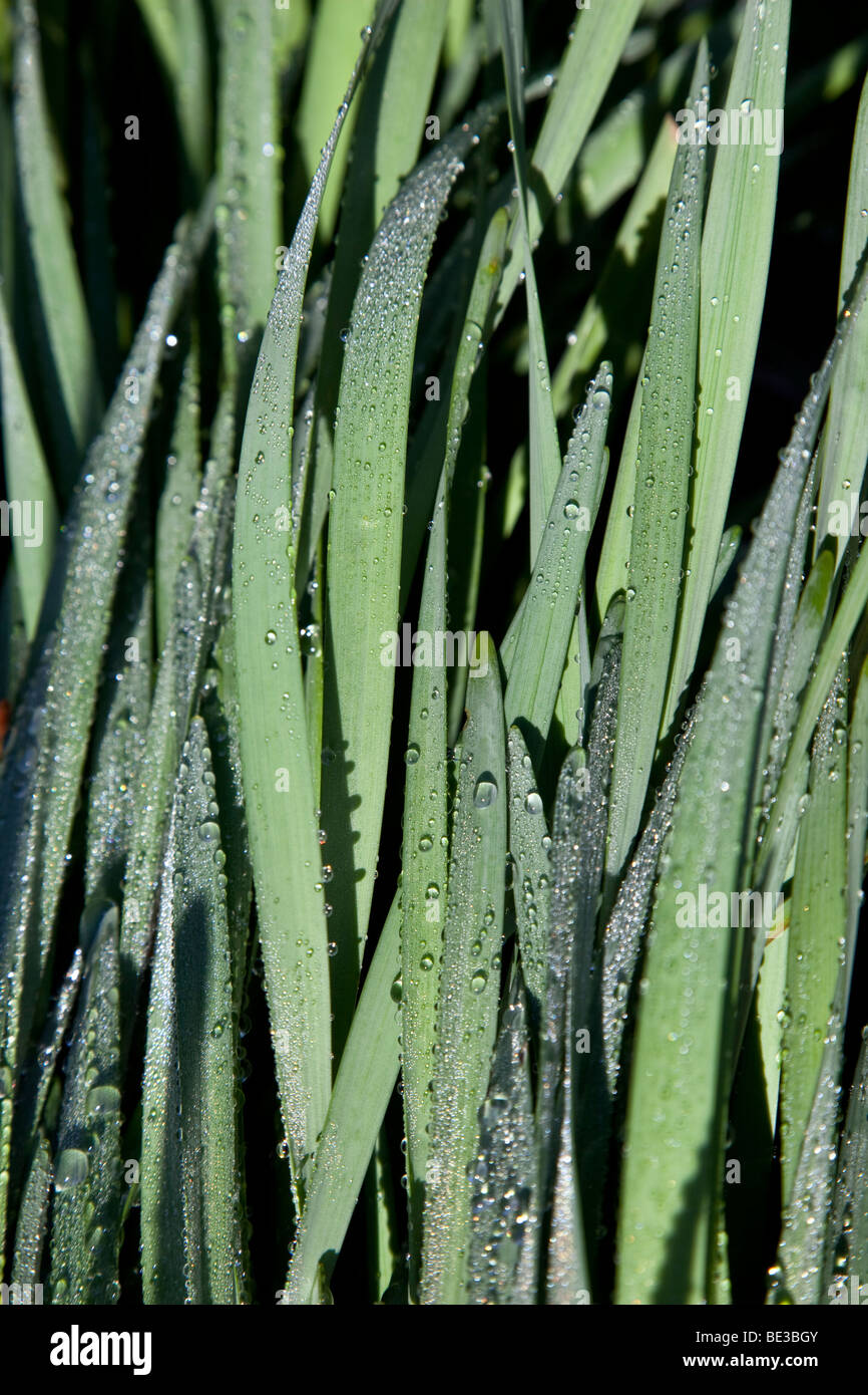 Plant leaves with morning dew Stock Photo - Alamy