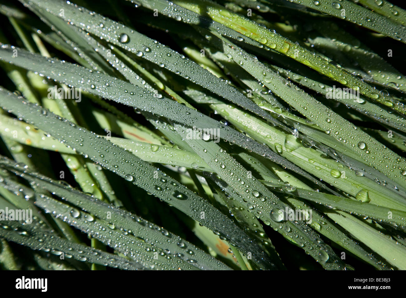 Plant leaves with morning dew Stock Photo - Alamy