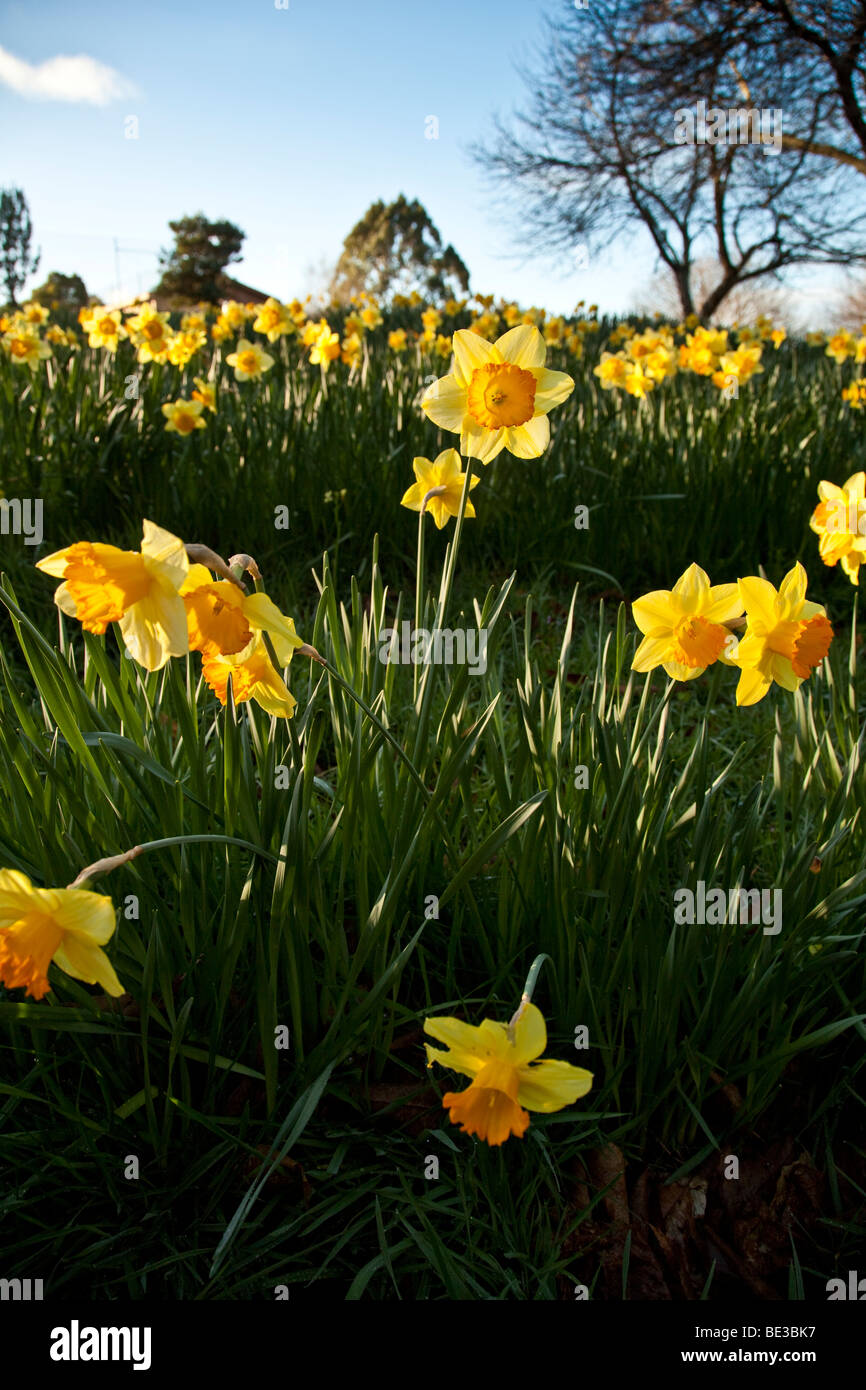Daffodils in field early morning sunrise Stock Photo - Alamy