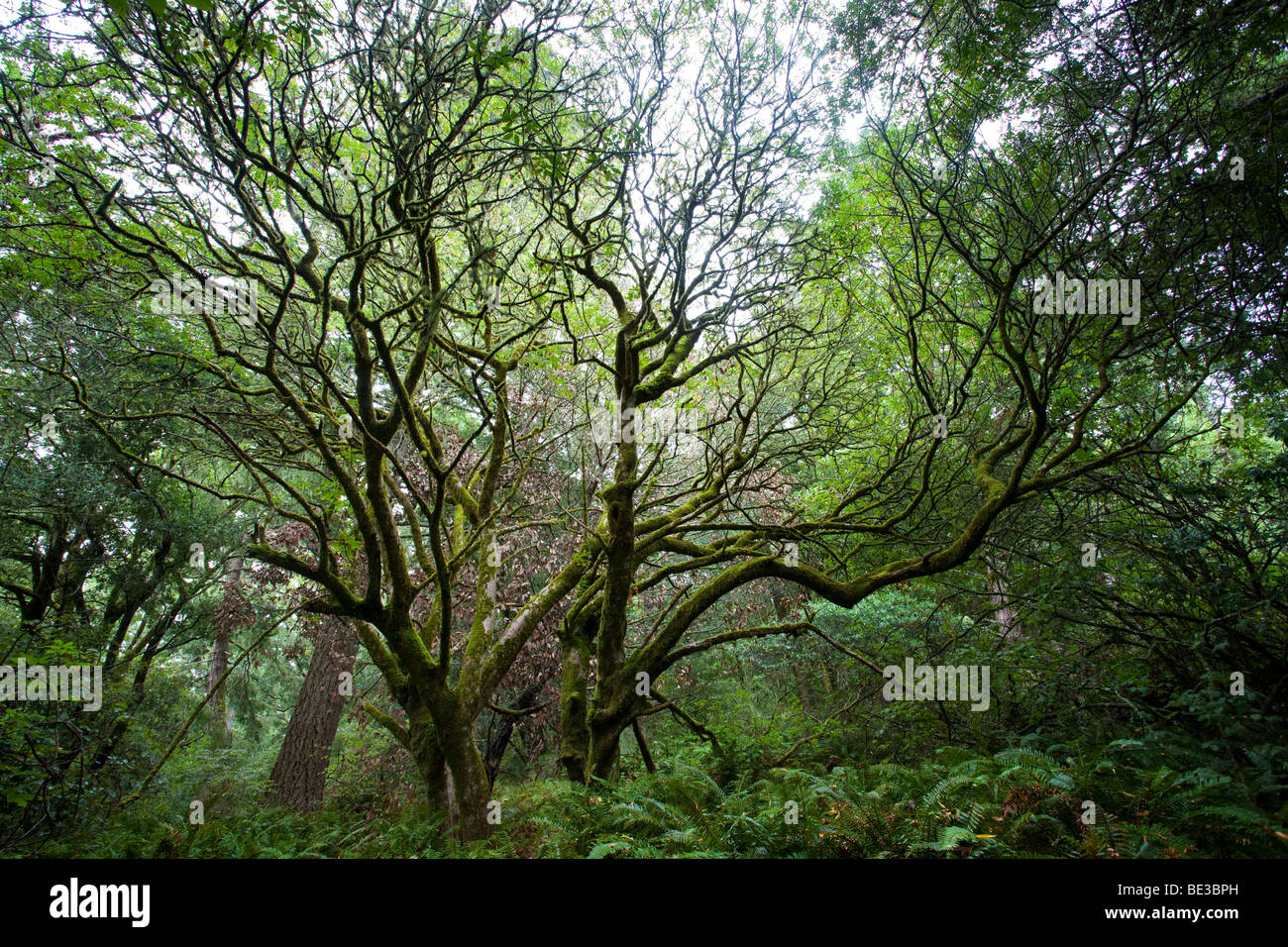 Forest of Coast Live Oak (Quercus agrifolia) and fern, Point Reyes ...