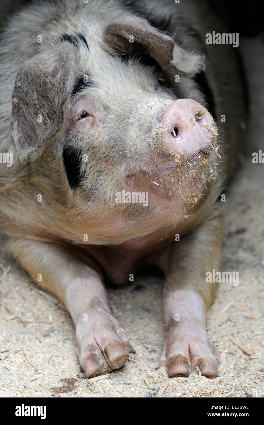 Domestic Pig (Sus scrofa domestica), lying in a stable Stock Photo - Alamy