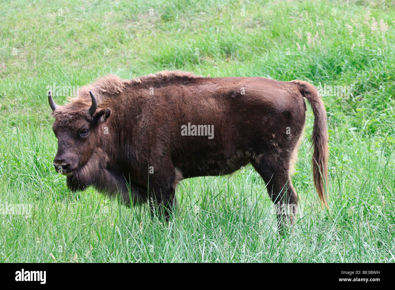American Bison Cow