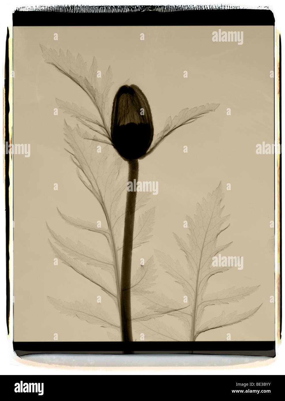 X-ray of poppy flower Stock Photo - Alamy