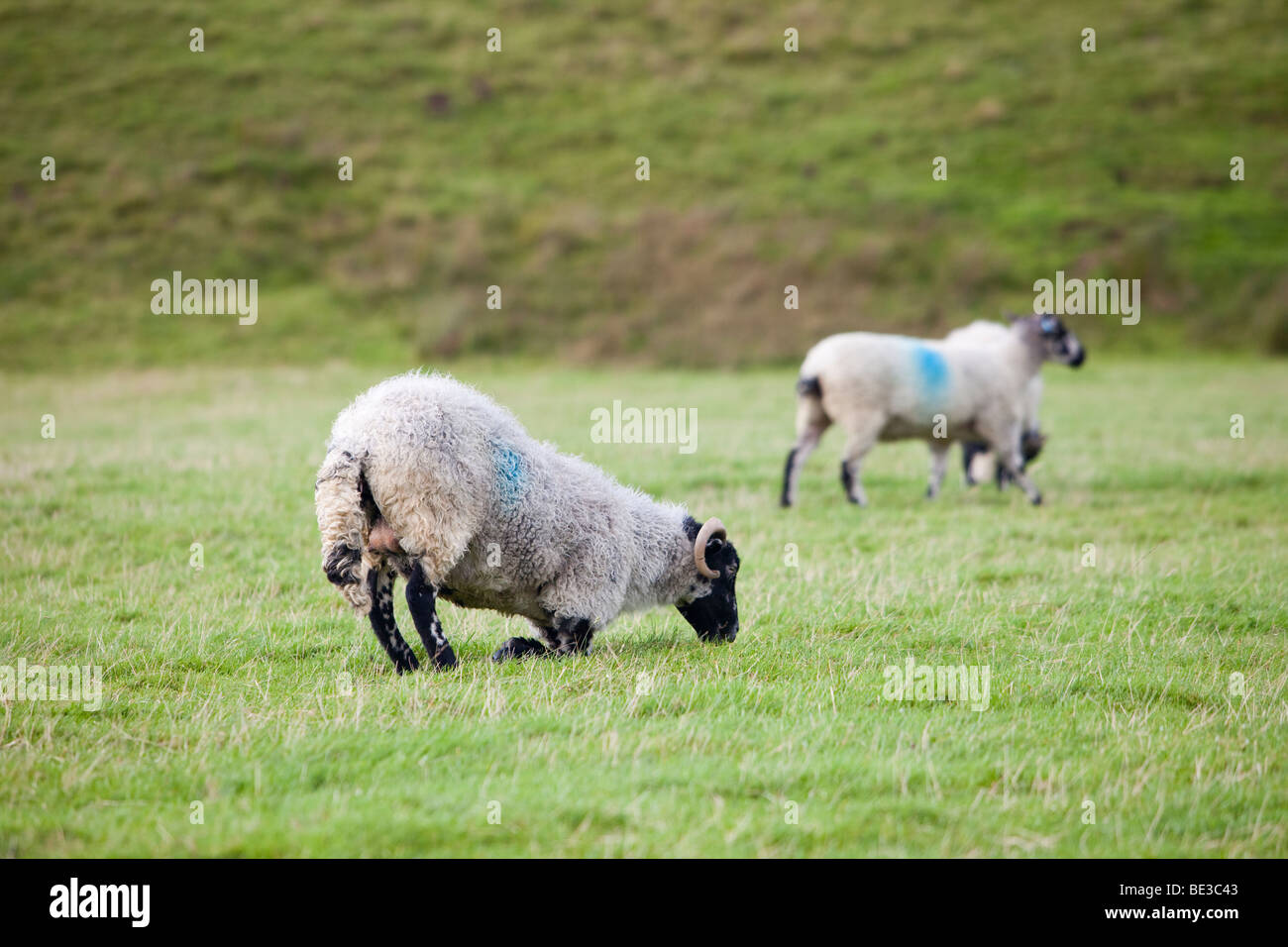 Sheep grazing kneeling hi-res stock photography and images - Alamy