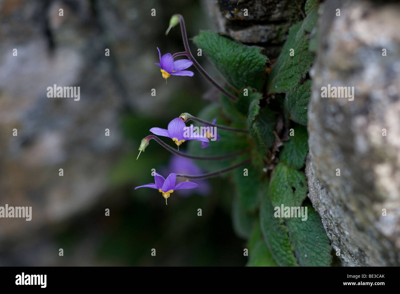 Ramonda plant hi-res stock photography and images - Alamy