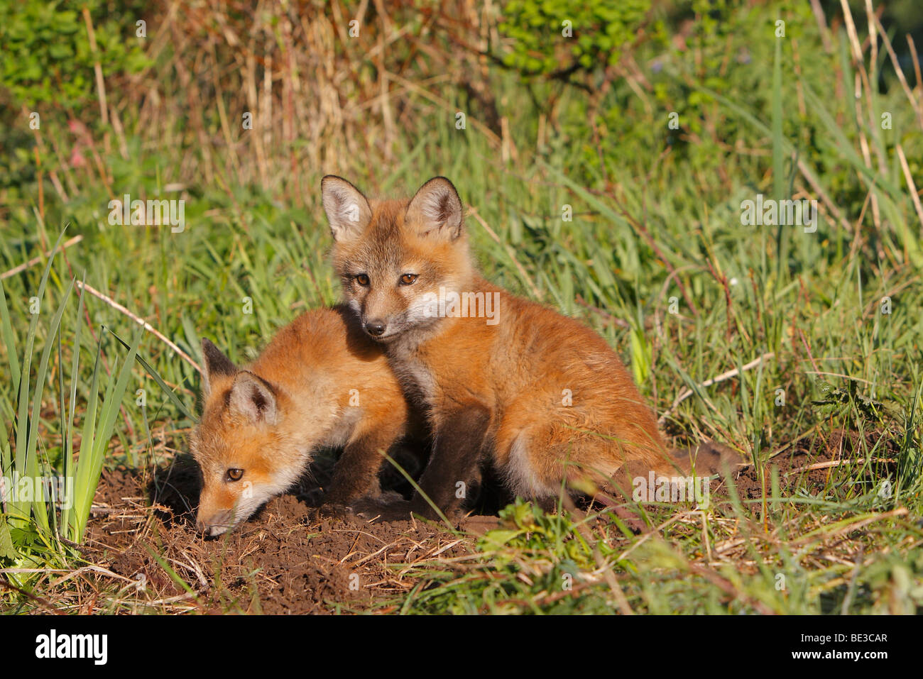 Vulpes Vulpes Fulvus High Resolution Stock Photography and Images - Alamy