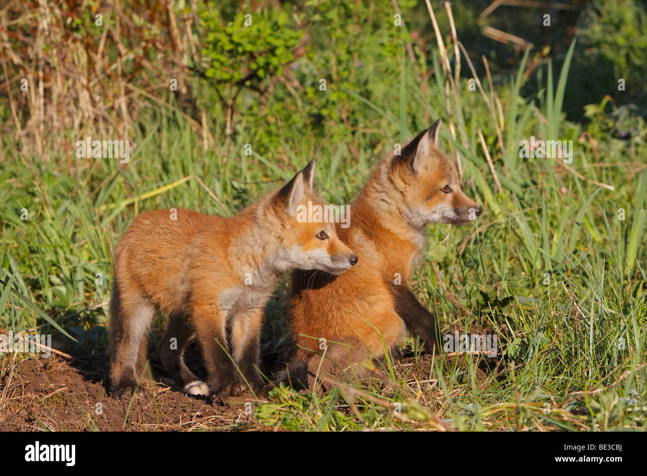 Fox twins hi-res stock photography and images - Alamy