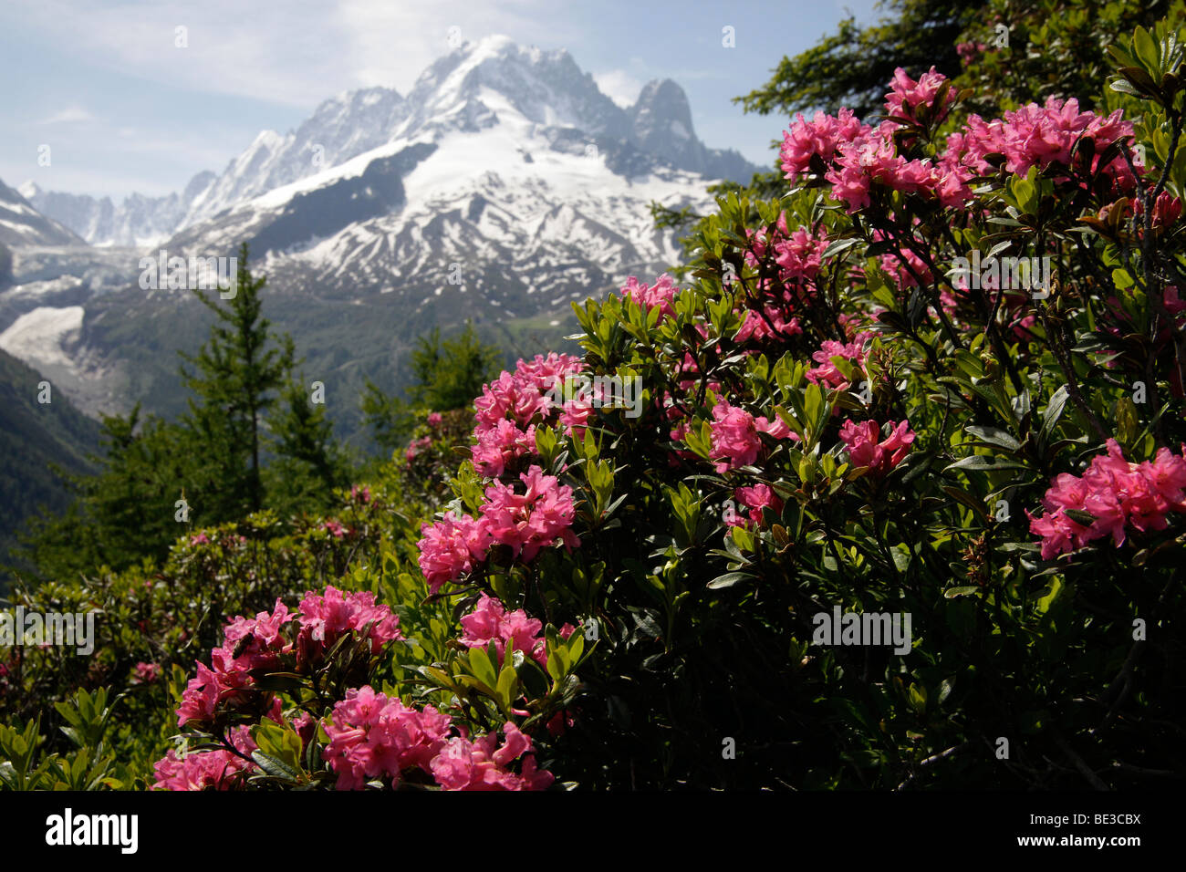 Wild alpenrose or rhododendron (Rhododendron) in front of the snowy ...