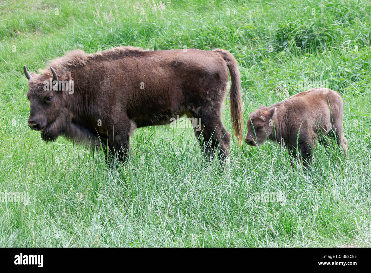 Cow bison hi-res stock photography and images - Alamy