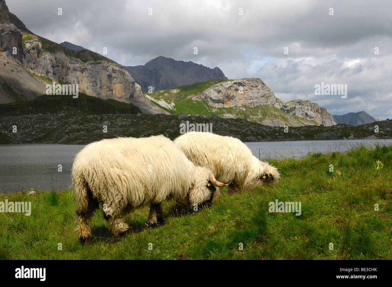 Two sheep of the Swiss breed Walliser Schwarznasenschaf grazing on an ...