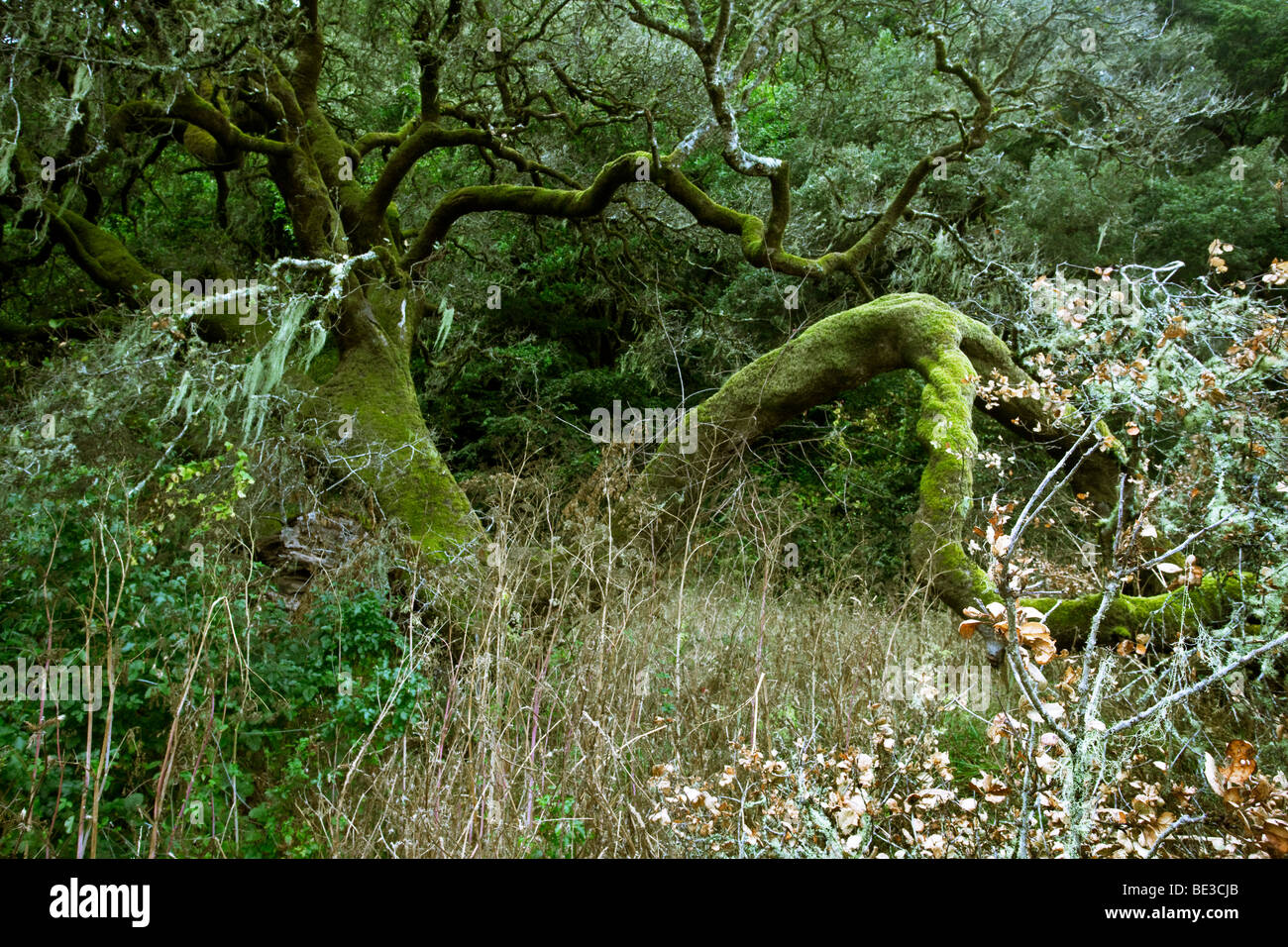 Forest of Coast Live Oak (Quercus agrifolia) and fern, Point Reyes ...