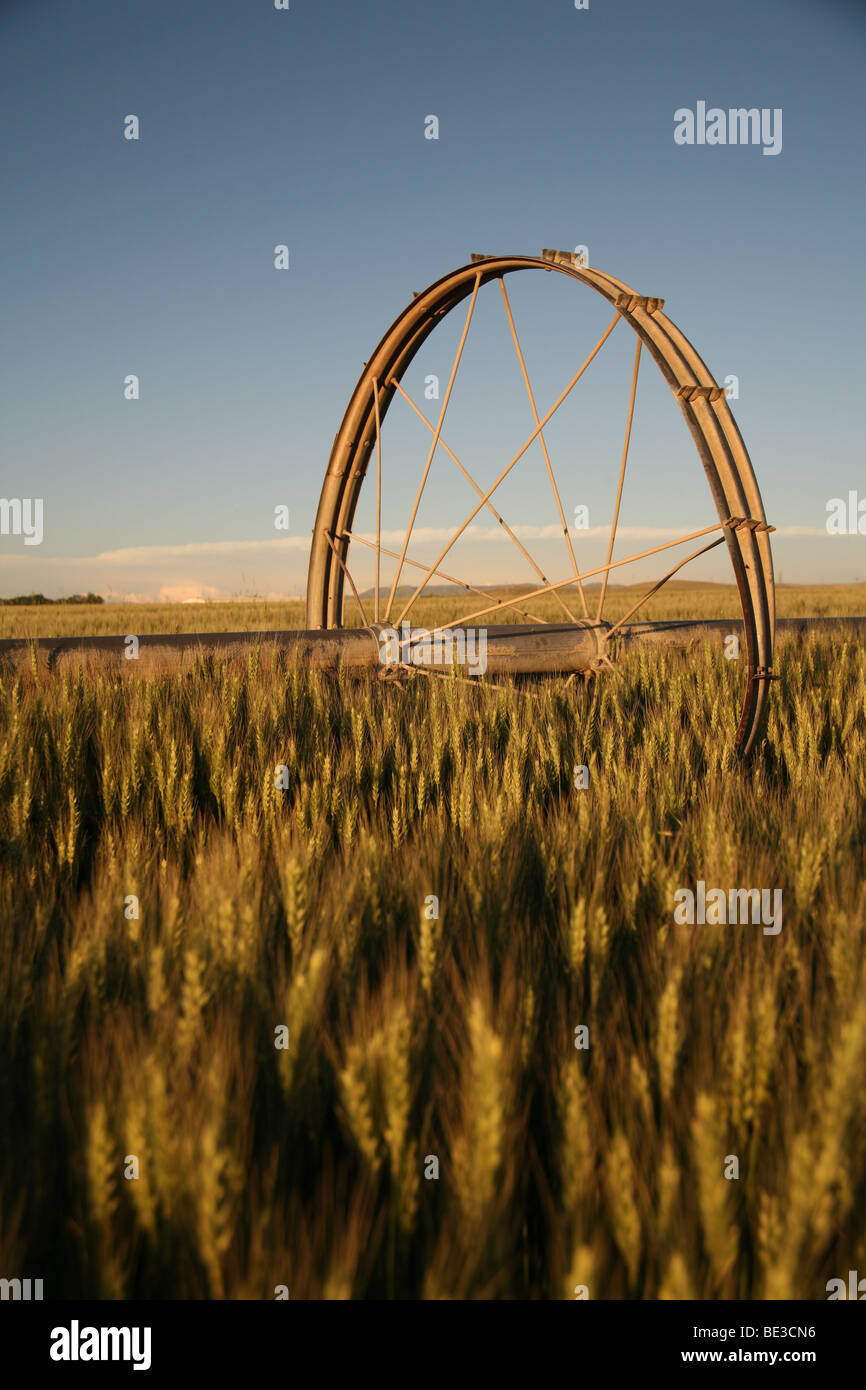 Irrigation wheel in wheat field Stock Photo - Alamy