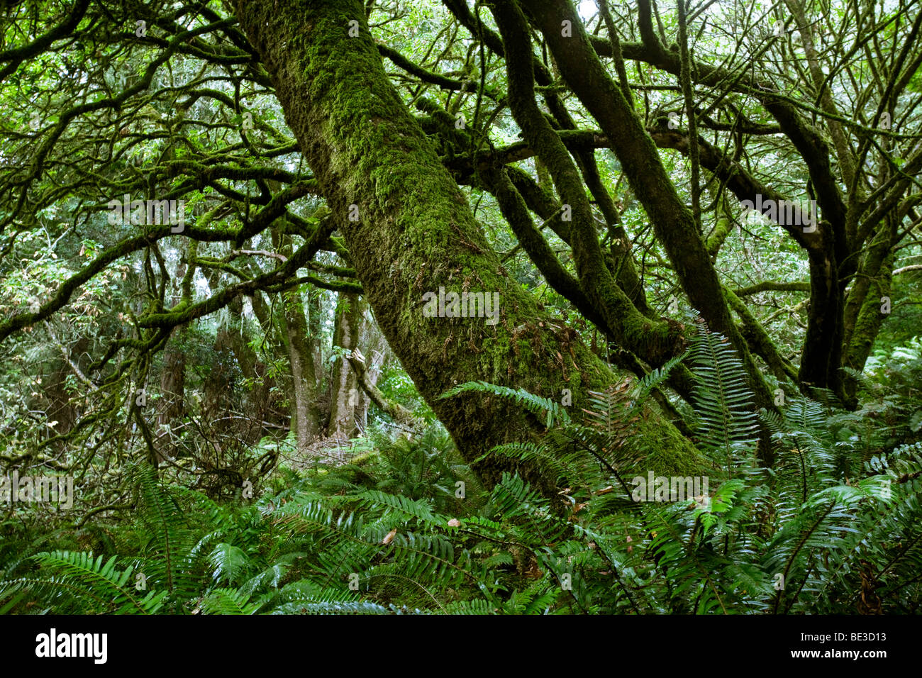 Forest of Coast Live Oak (Quercus agrifolia) and fern, Point Reyes ...