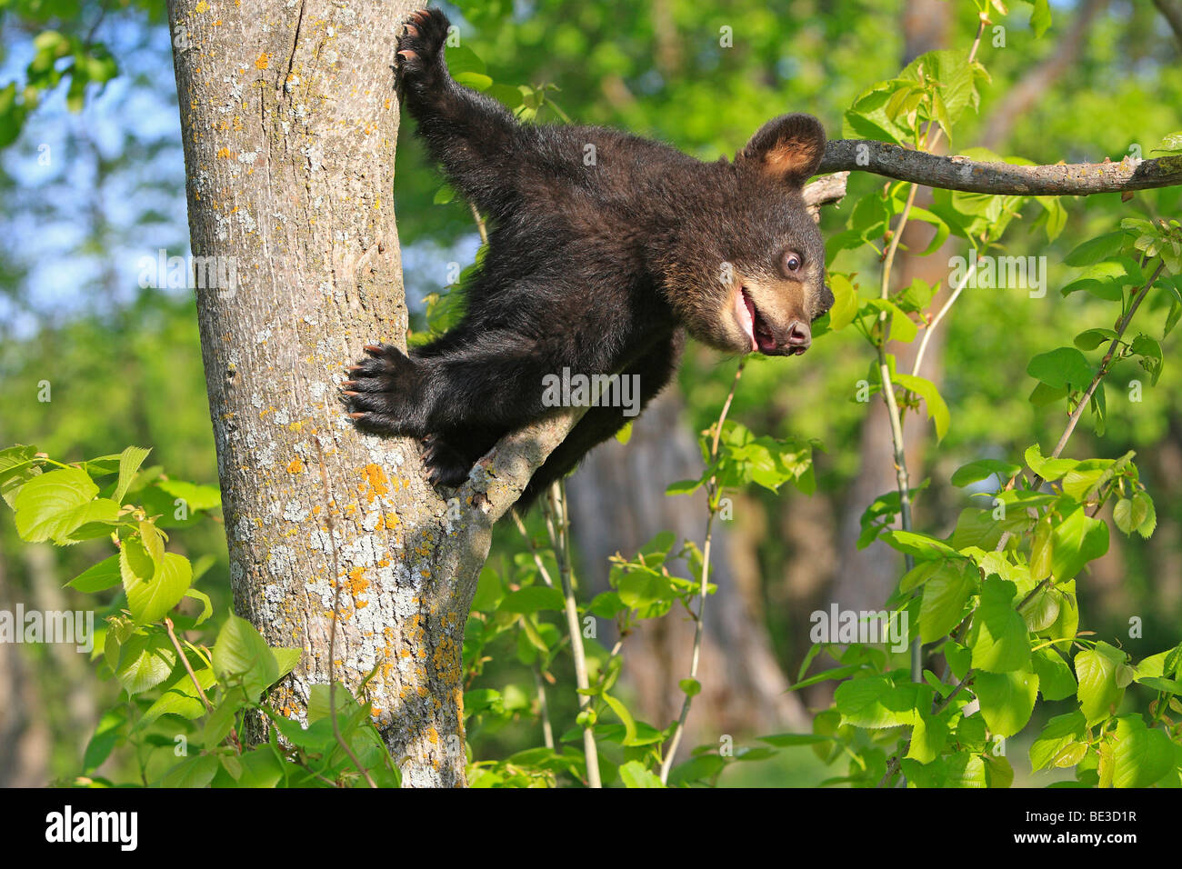 American Black Bear (Ursus americanus). Four month old cub climbing a ...