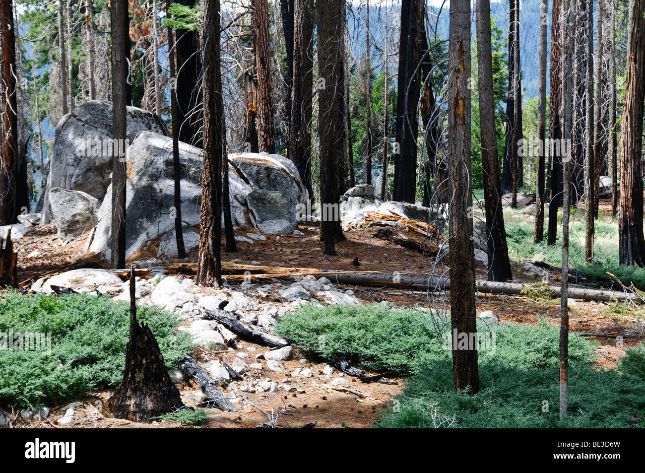 Mariposa Grove Giant Sequoias Yosemite National Park California ...