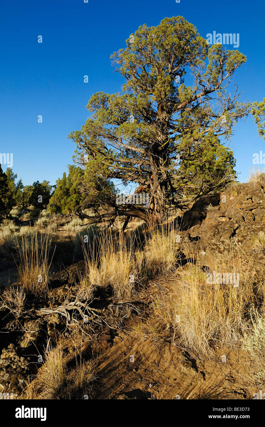 Juniperus occidentalis hi-res stock photography and images - Alamy