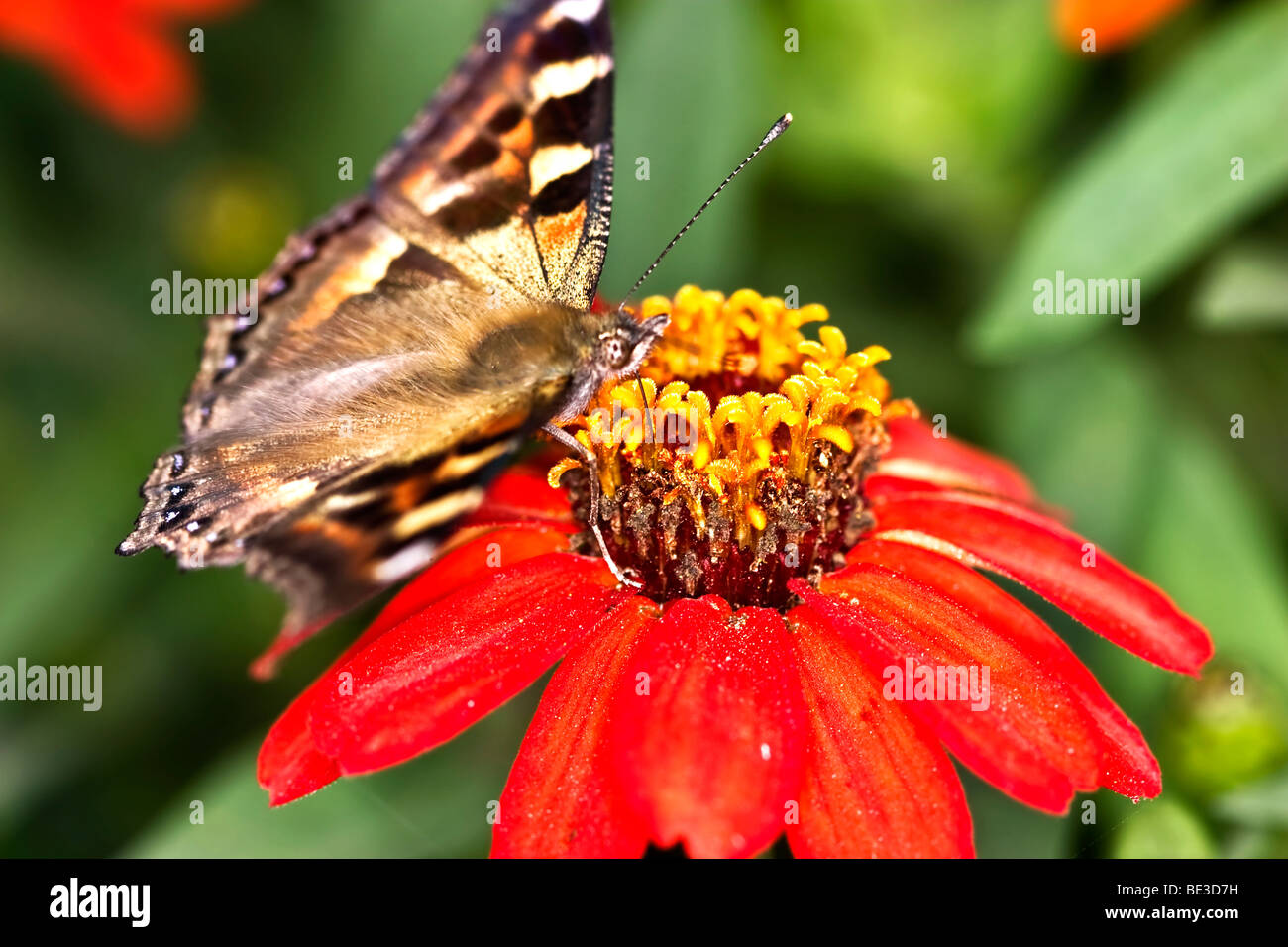 Butterfly on a flower Stock Photo - Alamy