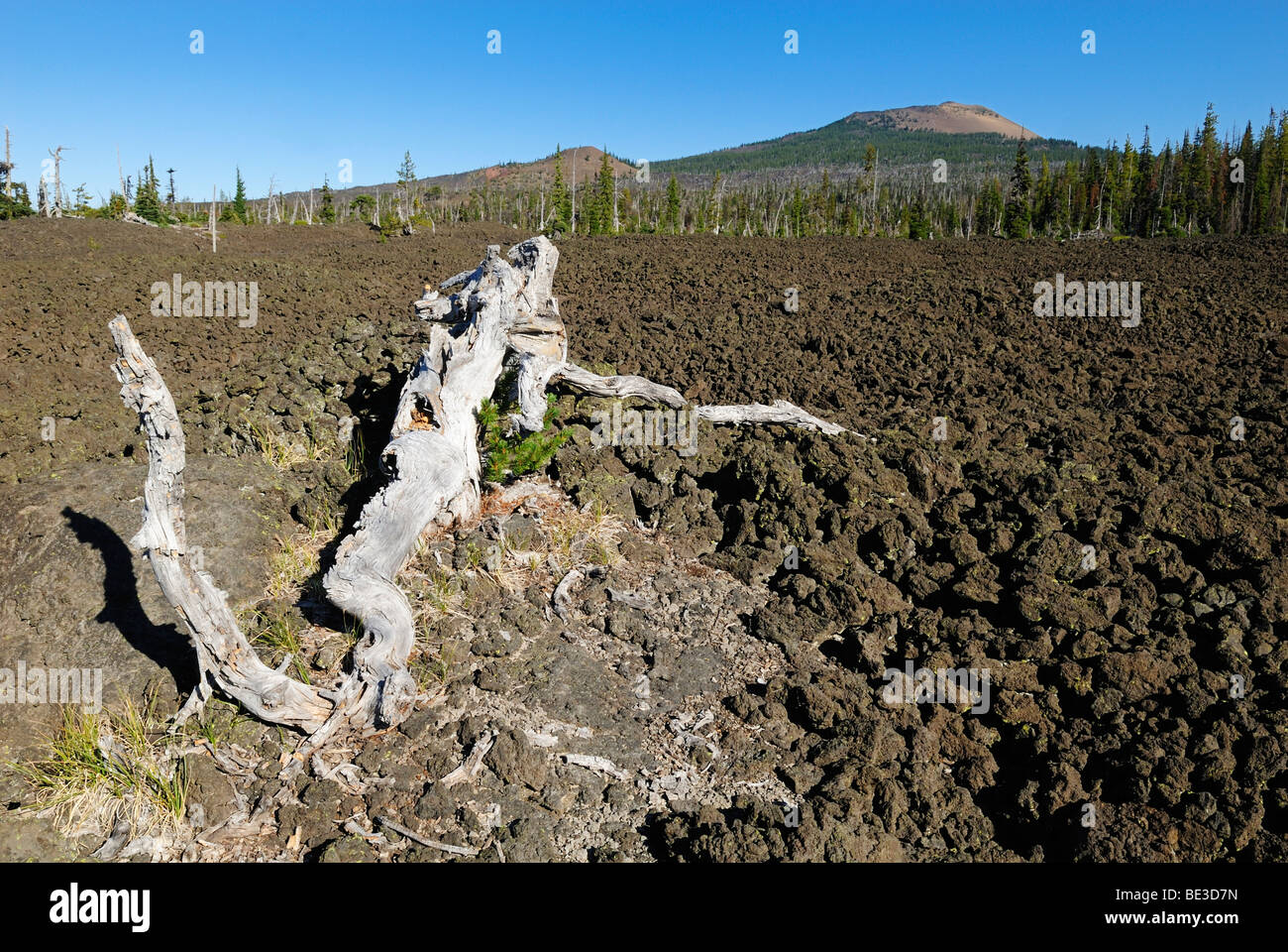Dead tree in a volcanic lava landscape near Belknap Crater, McKenzie ...