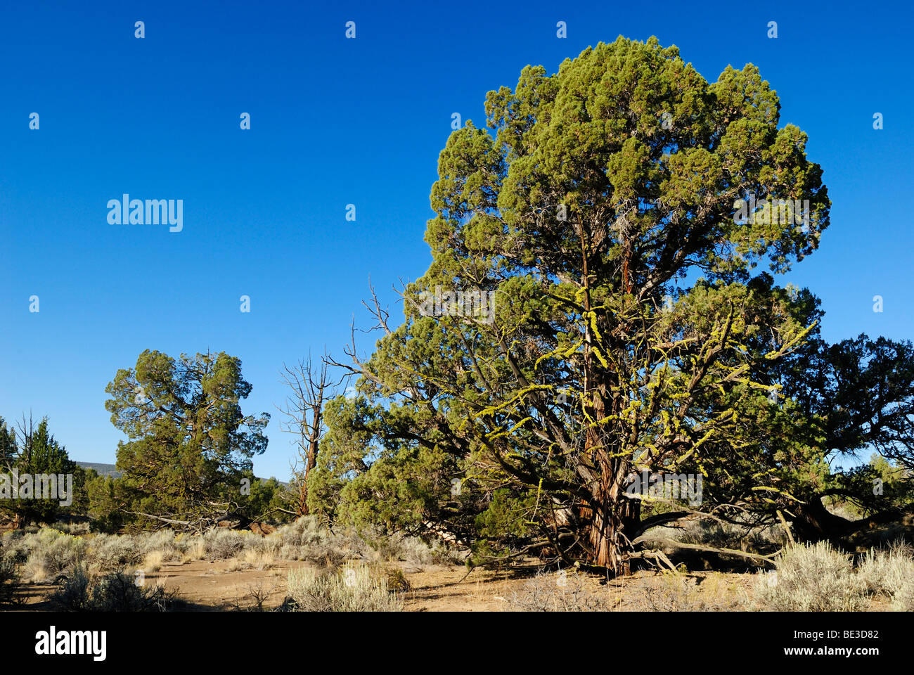 1000 Jahre alter Wacholder Baum, Western Juniper in den Lavafeldern des ...