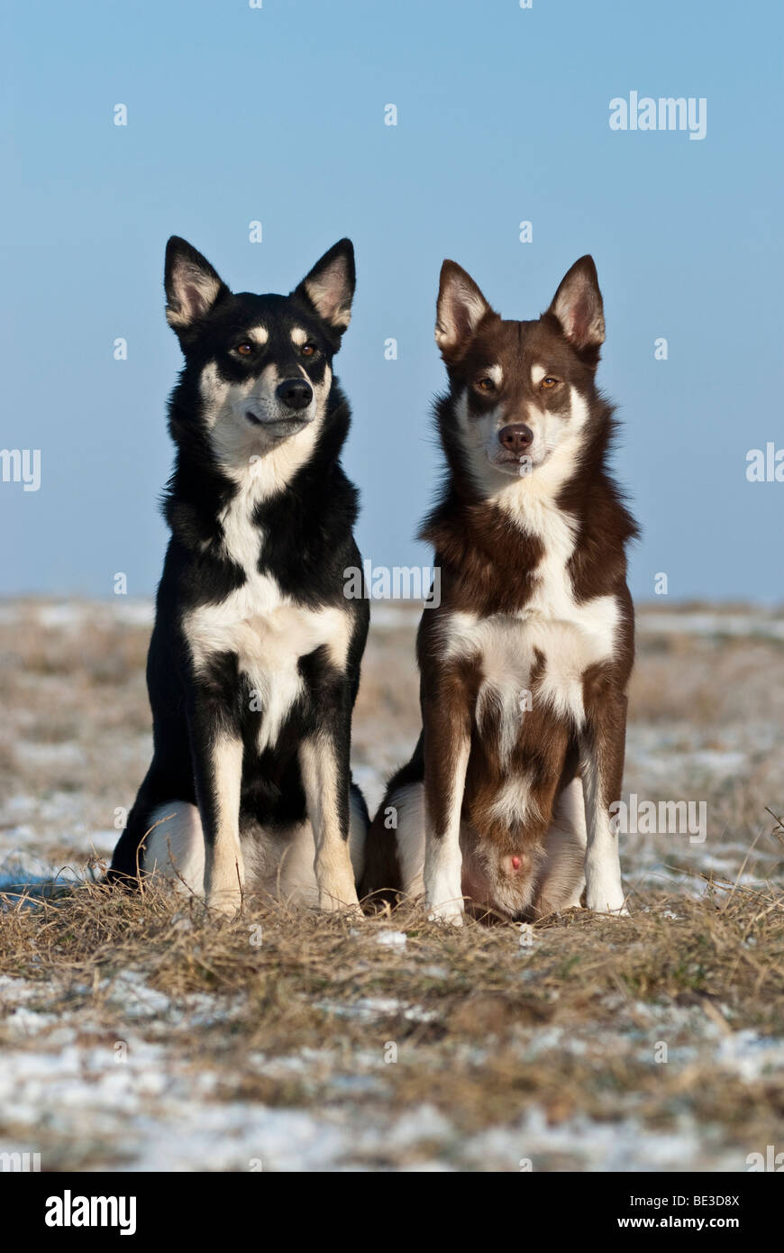 Two Lapponian Herders, Lapinporokoira, Lapp Reindeer dogs, sitting on a ...