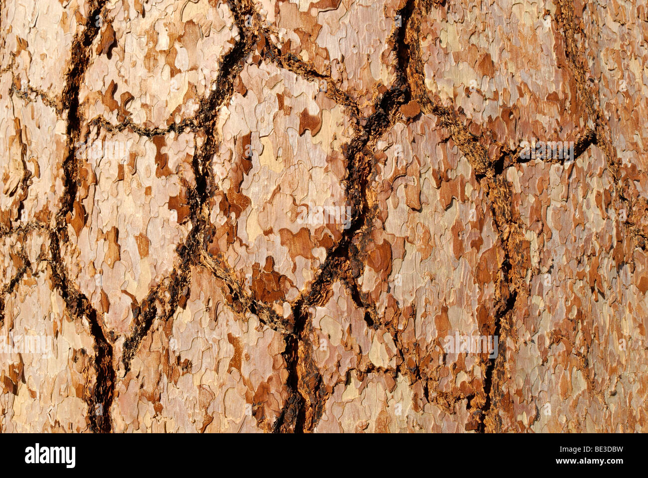 Bark detail of a Ponderosa Pine, Western Yellow Pine (Pinus ponderosa ...