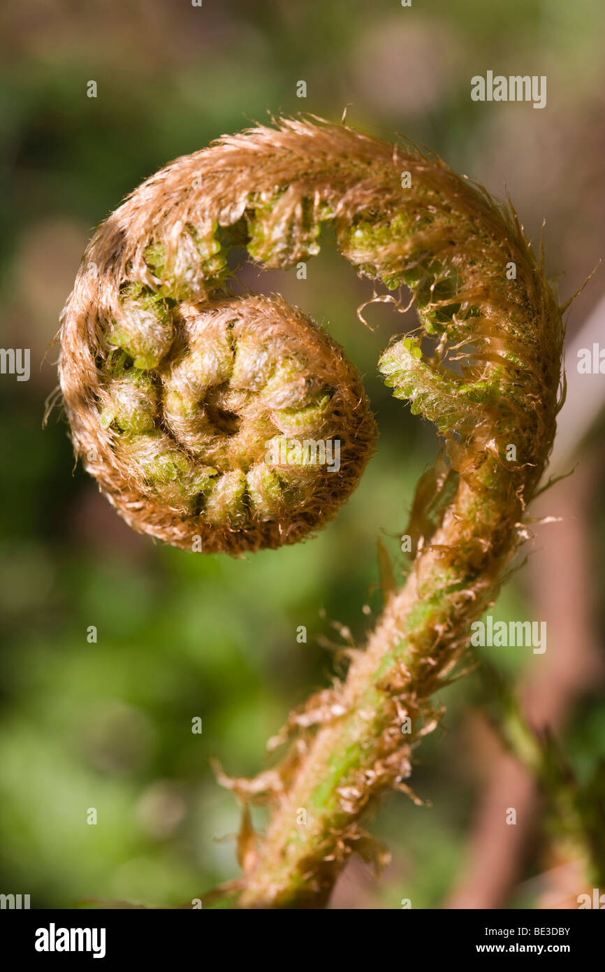 Unrolling young frond of Fern (Pteridophyta Stock Photo - Alamy