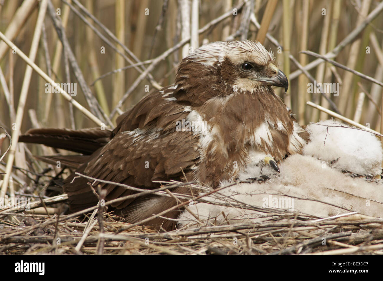Kleine wirbeltiere hi-res stock photography and images - Alamy